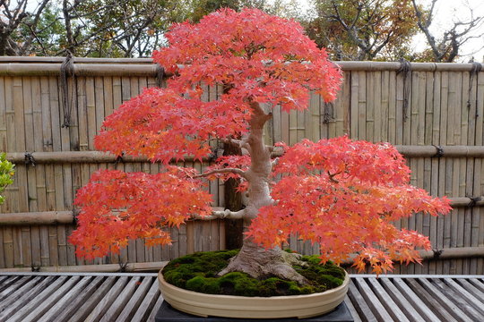 Qué es el árbol bonsái, dónde comprar y cómo cuidar de uno – Japón ...