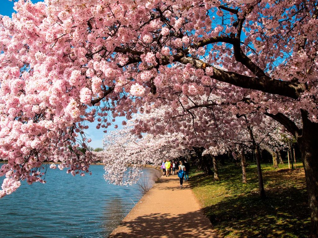 Cerezos en flor en Japón 2025: pronósticos y dónde ver los sakura ...